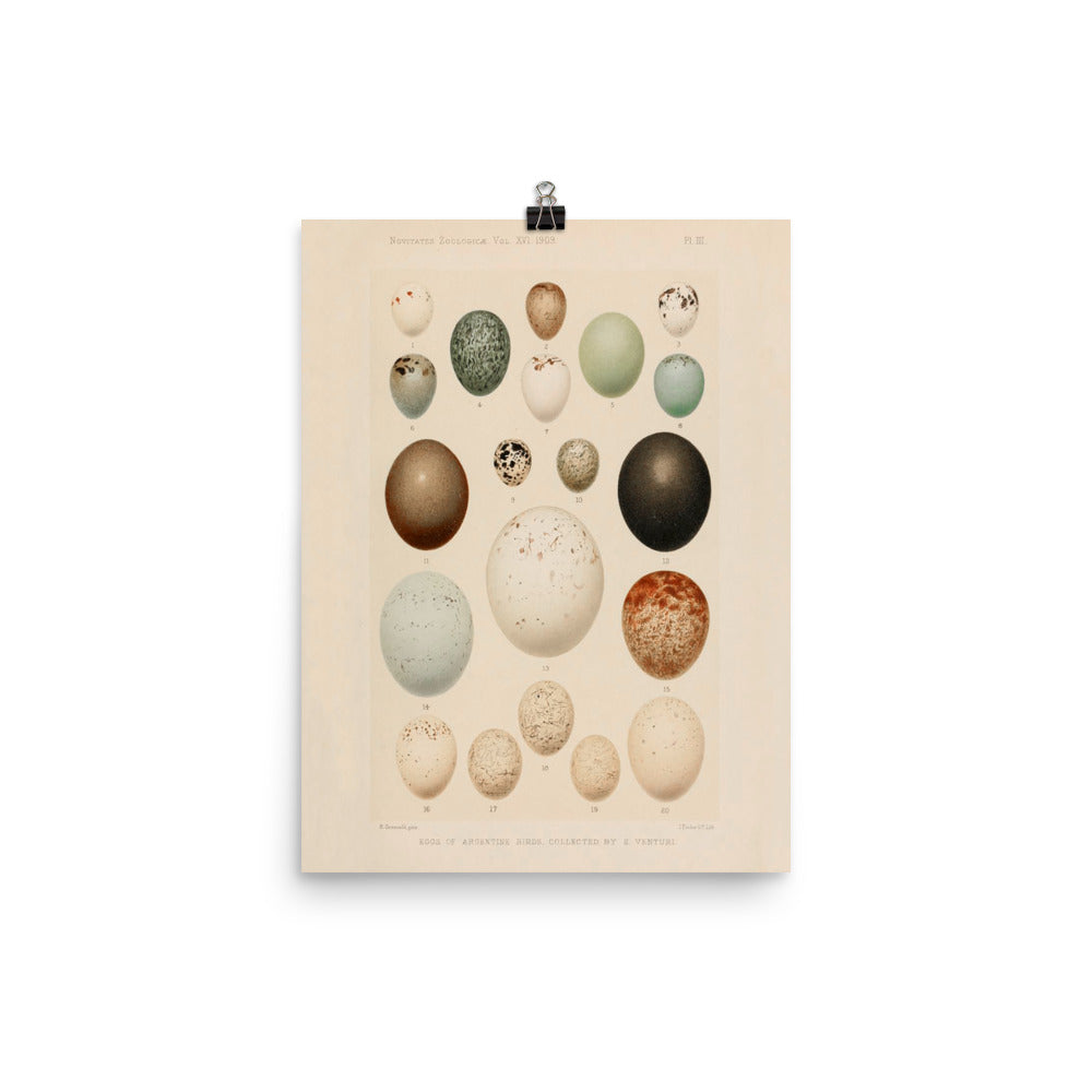 Scientific Egg Illustration Matte Poster – Emory Valley Mercantile