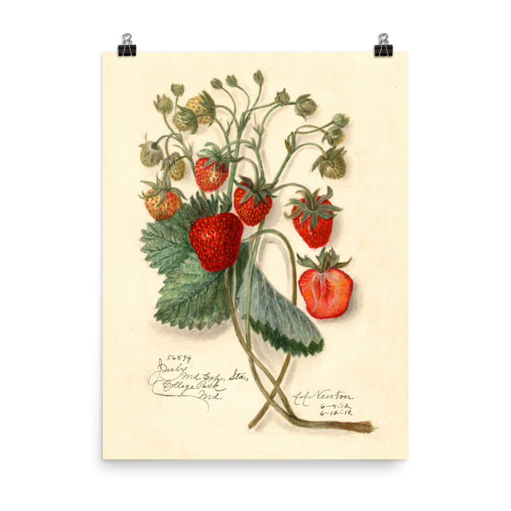 Vintage Botanical Strawberry Illustration Poster – Emory Valley Mercantile